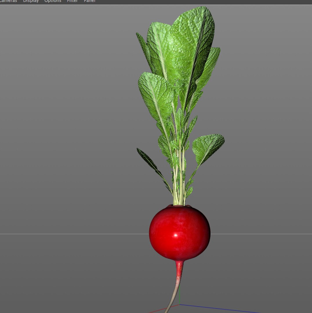 3D Radish Model - TurboSquid 1544600