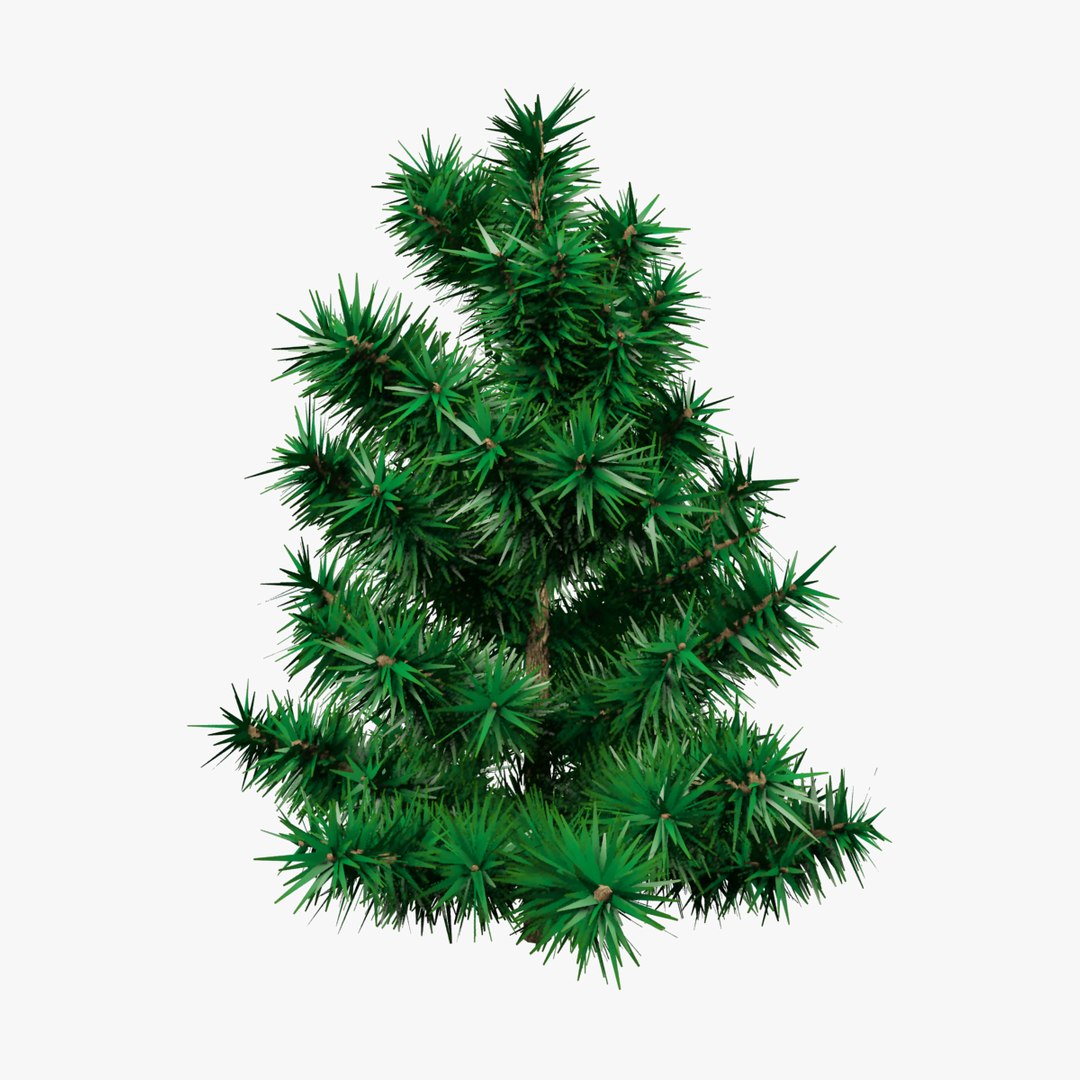 3d Model Fir Trees