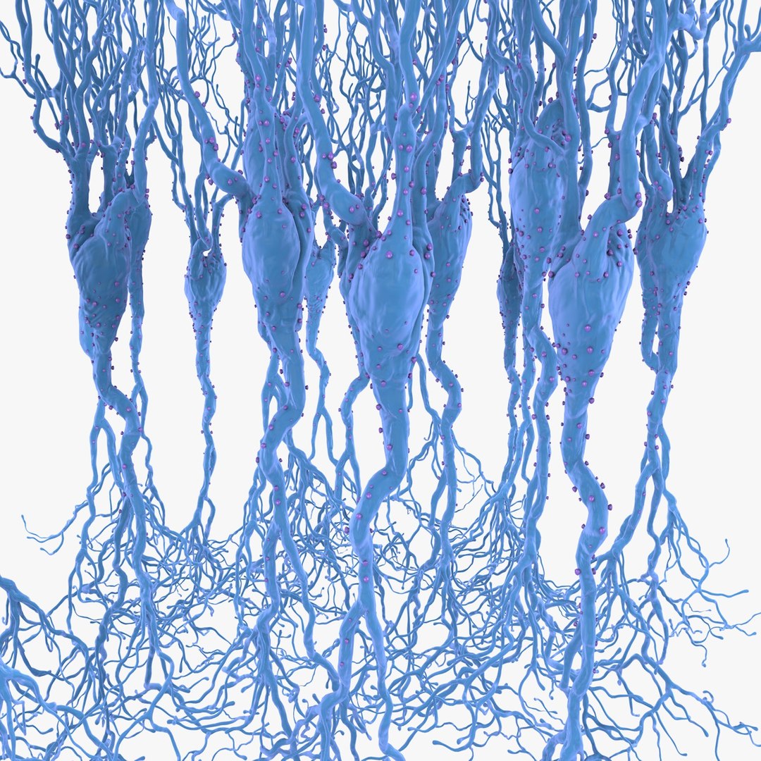 c4d pyramidal neurons