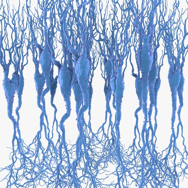 Nerve Cell 3D Models for Download | TurboSquid