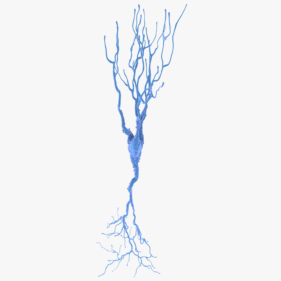 c4d pyramidal neurons