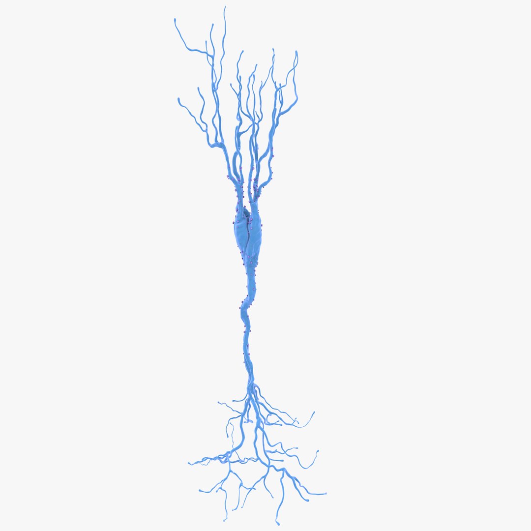 c4d pyramidal neurons