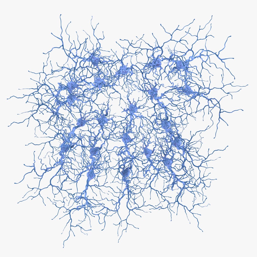 c4d pyramidal neurons