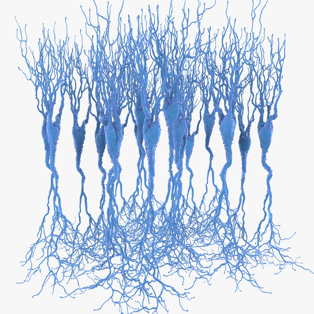C4d Pyramidal Neurons