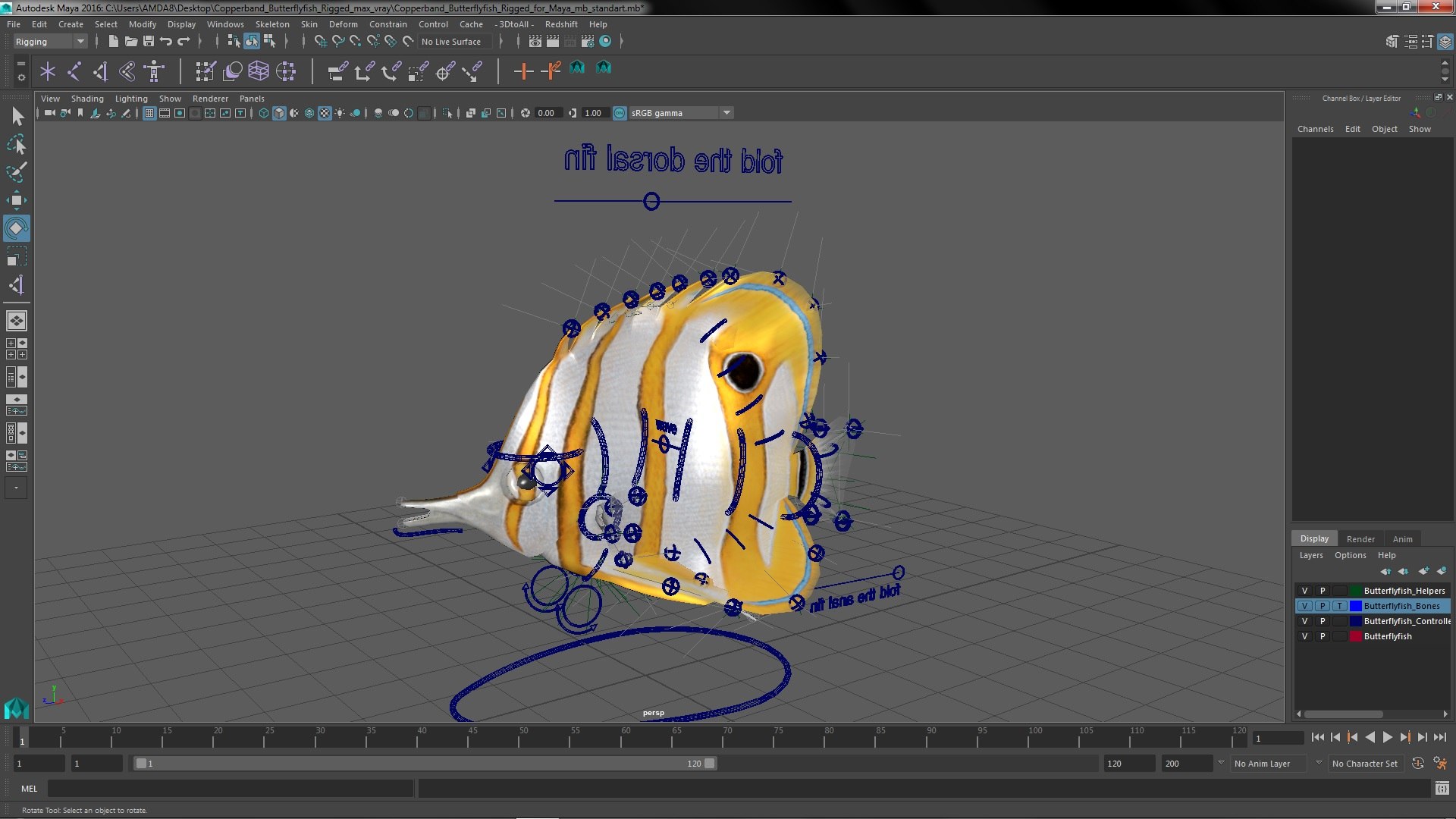 3D Copperband Butterflyfish Rigged for Maya - TurboSquid 2006385