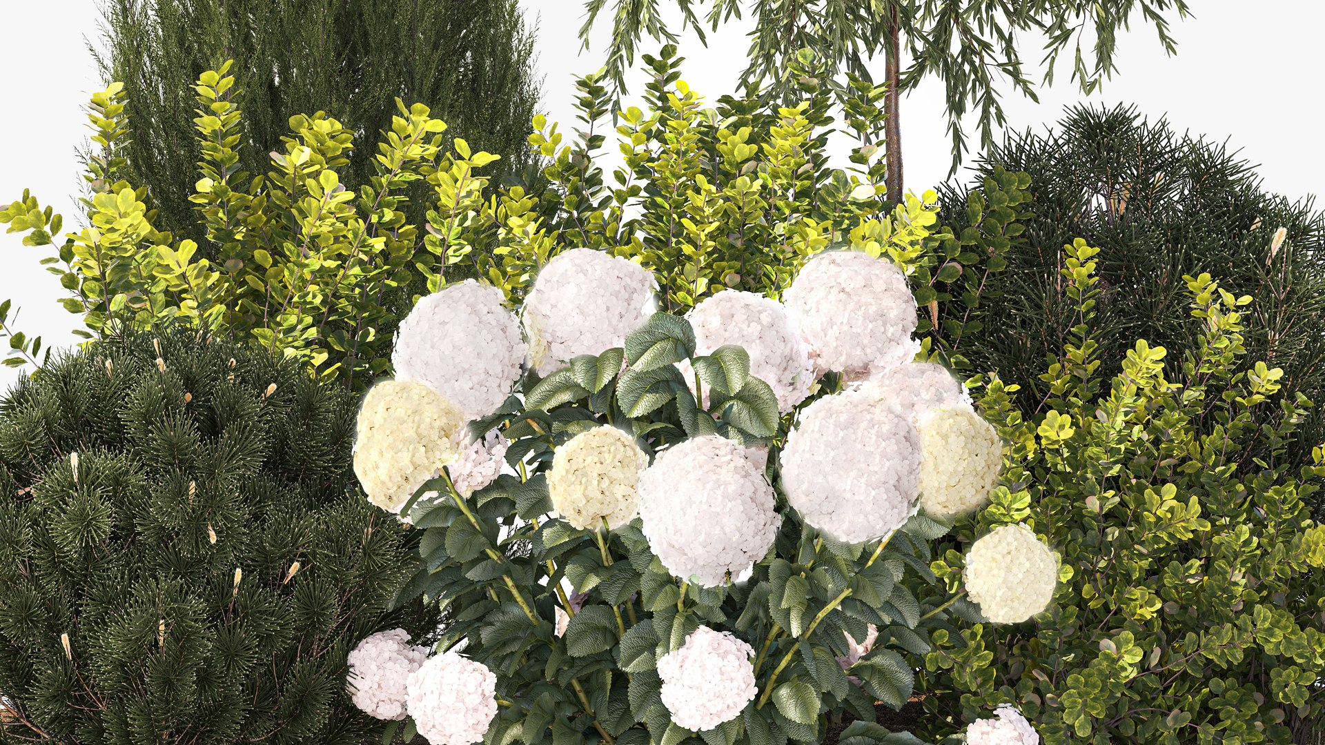 Alpine Hill With Thuja Hydrangea And Barberry Bush 1219 3D - TurboSquid 2039290