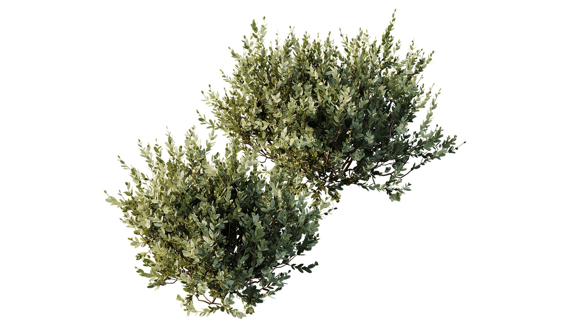 3D HQ Plants Montra Olive Bush Version9 Model - TurboSquid 2147333