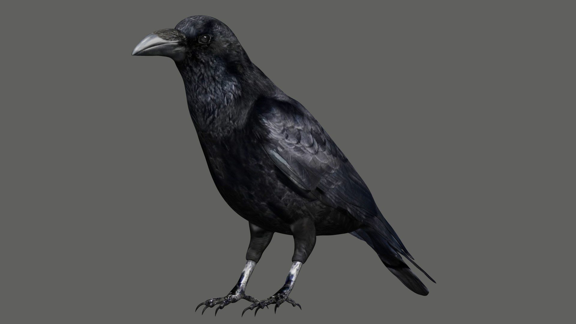 Fully Rigged Low Poly Raven Black Crow 3D Model - TurboSquid 1757876