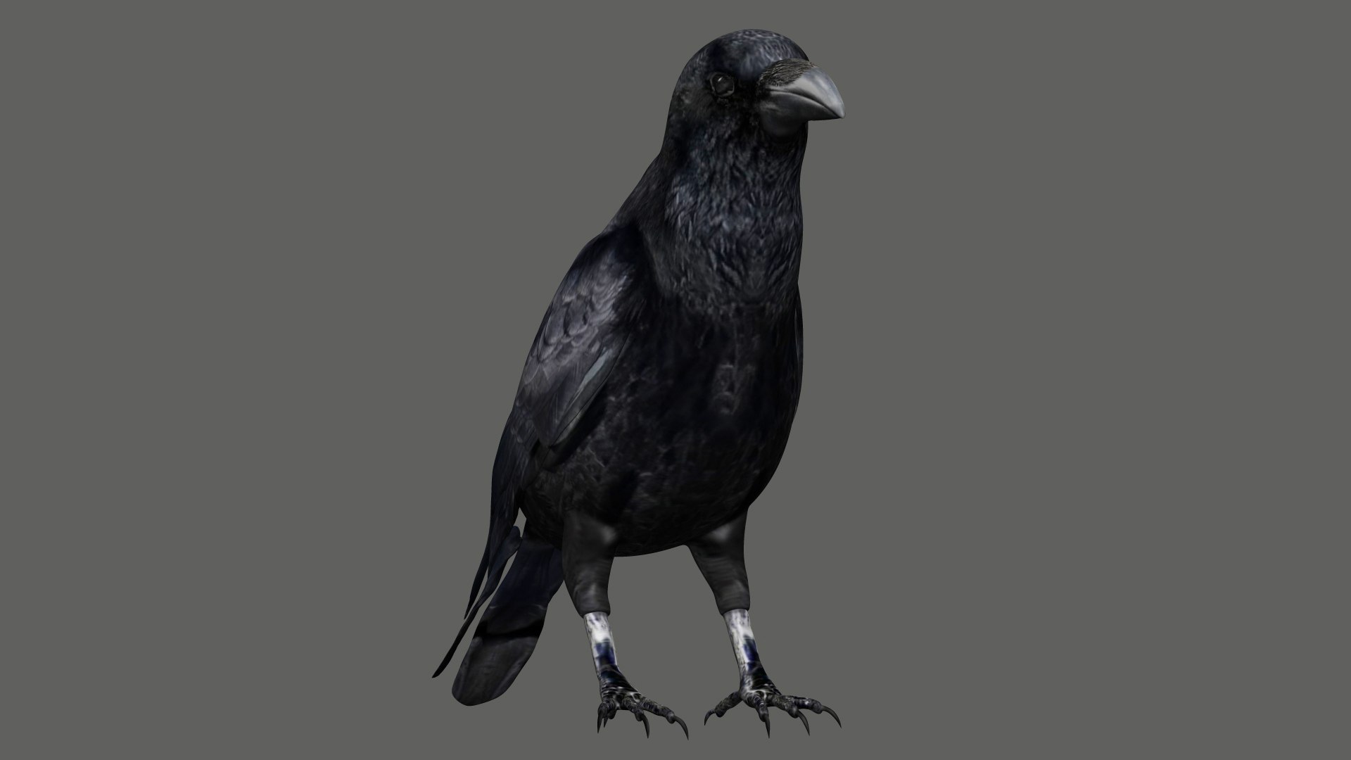 Fully Rigged Low Poly Raven Black Crow 3D Model - TurboSquid 1757876