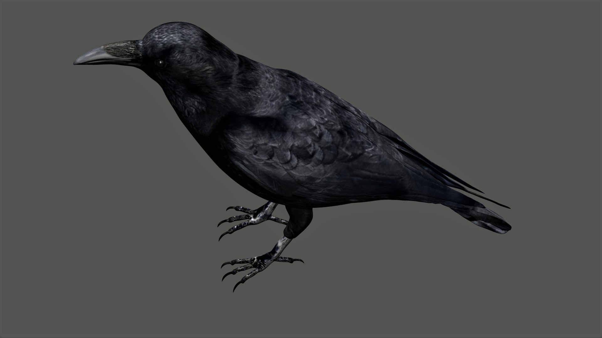 Fully Rigged Low Poly Raven Black Crow 3D Model - TurboSquid 1757876