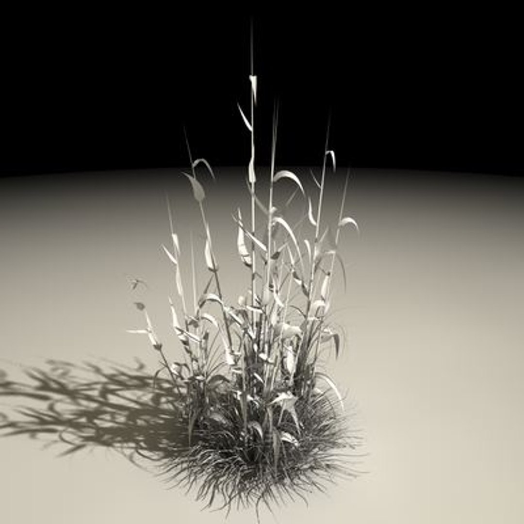 Maya Reed Plant