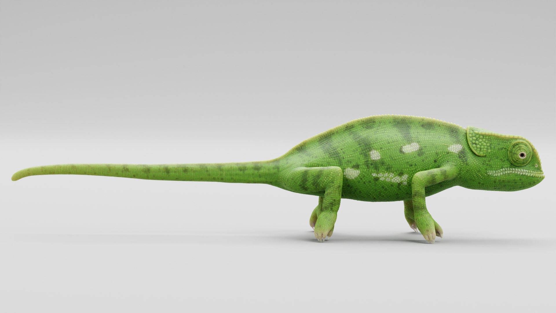 3D Flap Necked Chameleon Rigged Model - TurboSquid 1927465
