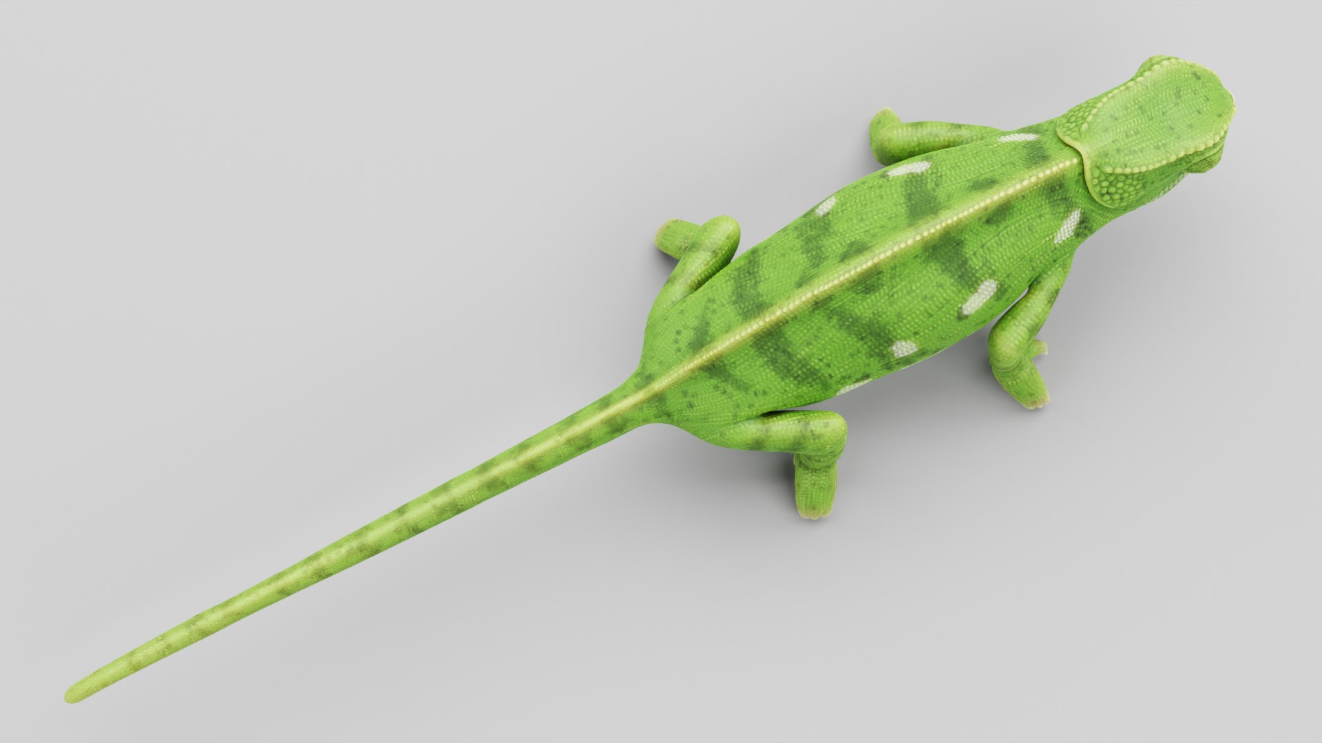 3D Flap Necked Chameleon Rigged Model - TurboSquid 1927465