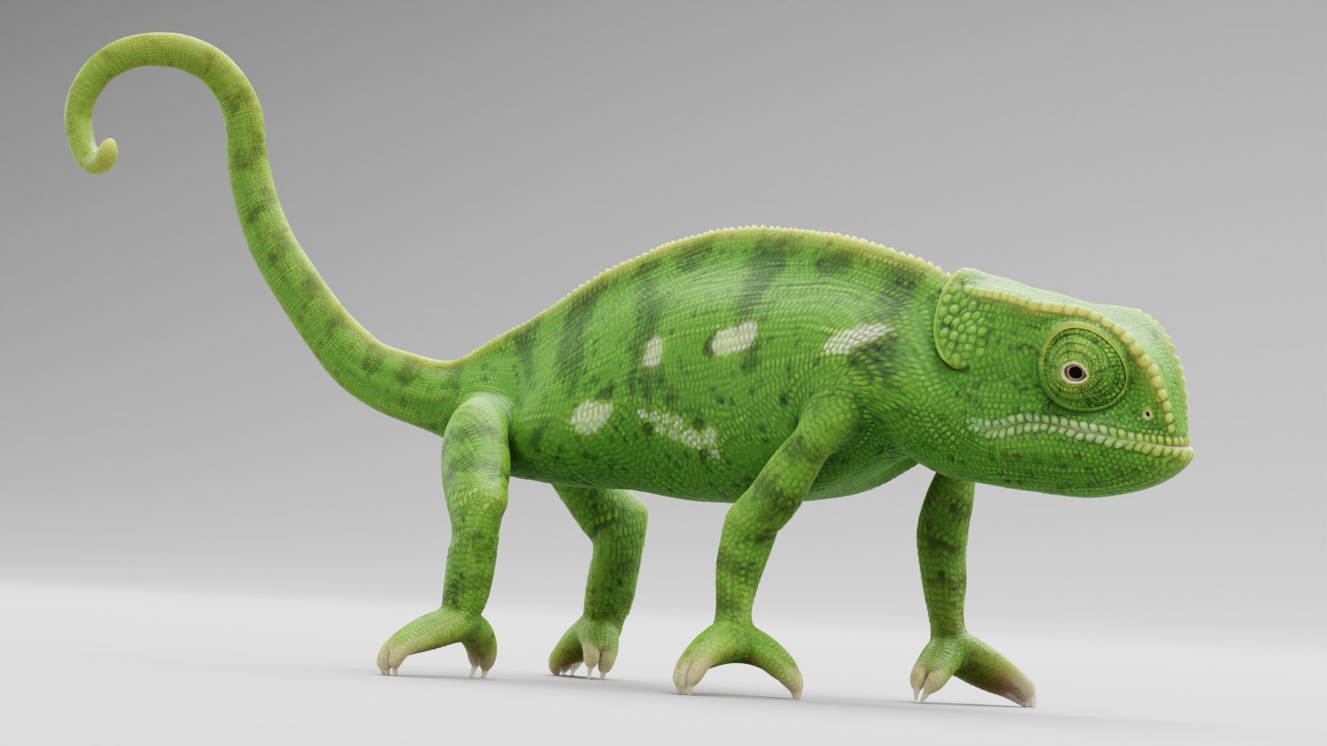 3D Flap Necked Chameleon Rigged Model - TurboSquid 1927465