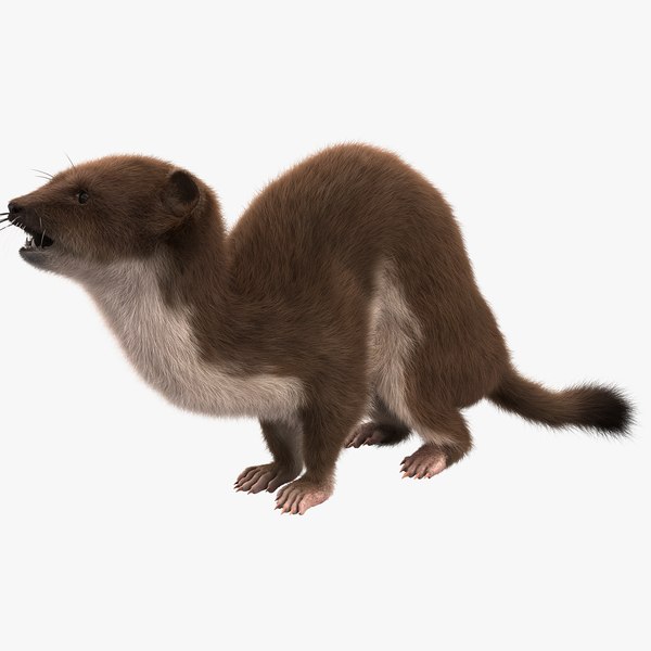weasel pose 3 fur max