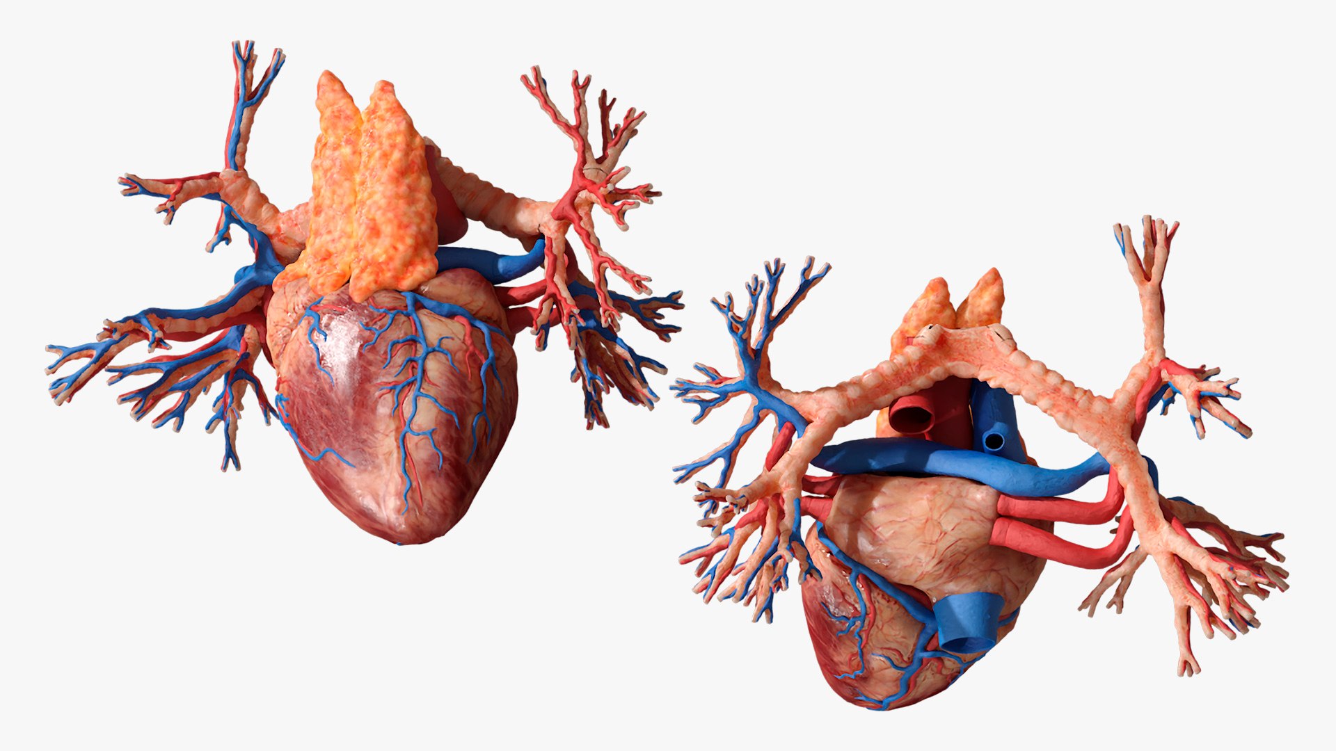 Human Anatomy Male Muscular And Vascular System 3D Model - TurboSquid ...