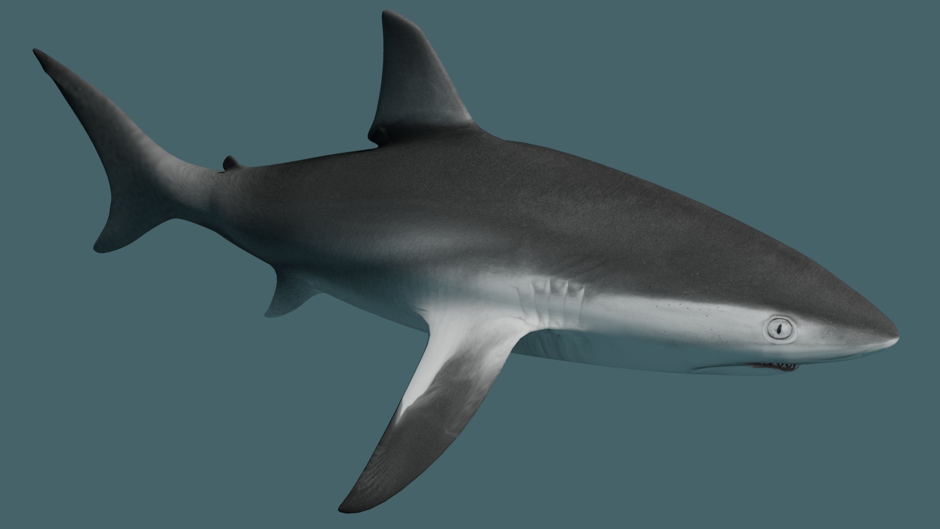 Manta Ray And Shark 2xPack 3D Model - TurboSquid 2256628