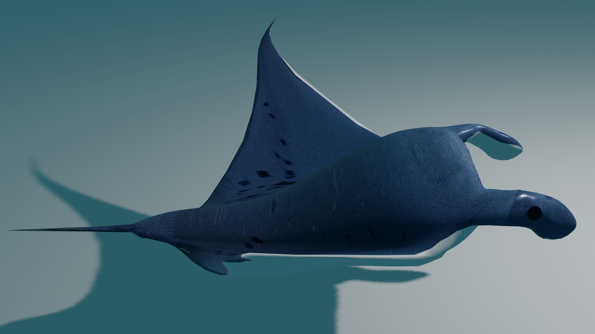 Manta Ray And Shark 2xPack 3D Model - TurboSquid 2256628