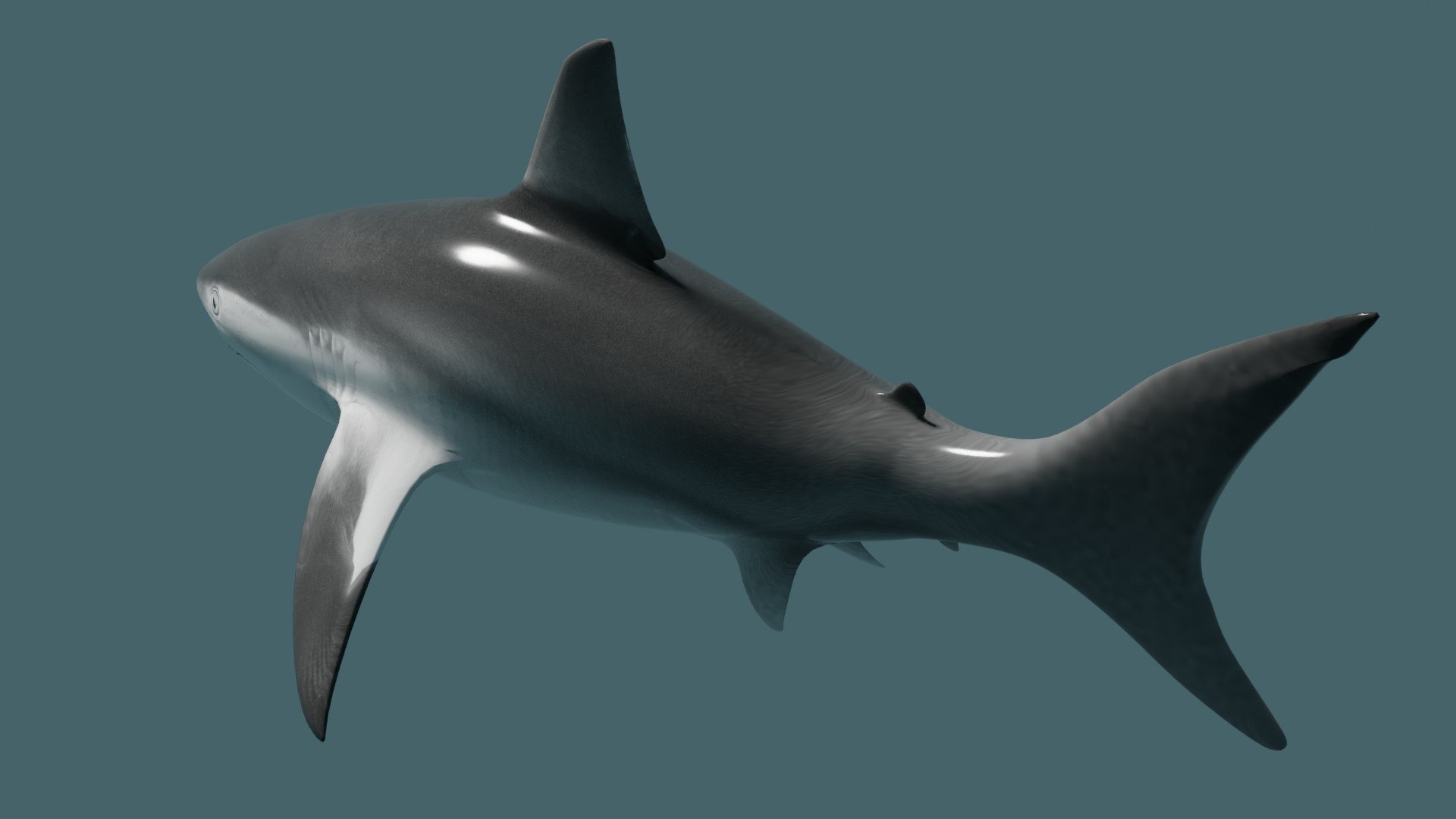 Manta Ray And Shark 2xPack 3D Model - TurboSquid 2256628