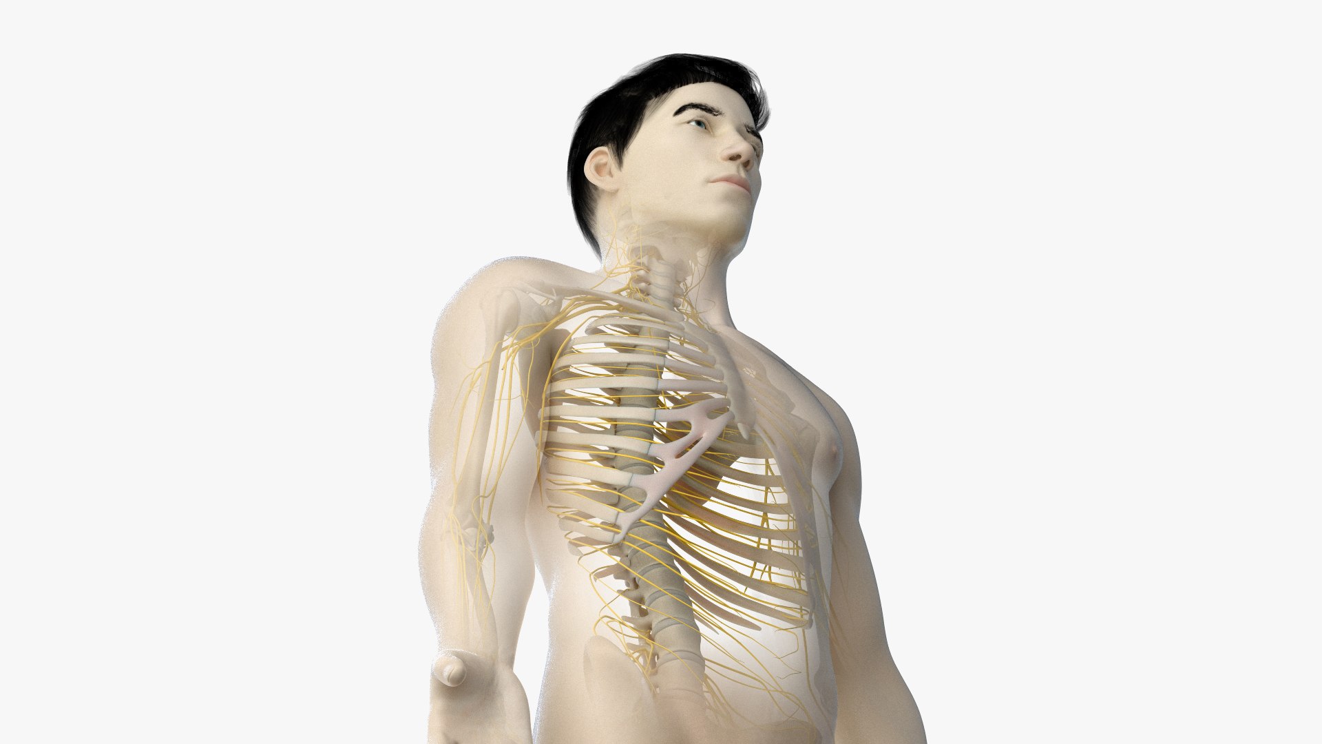 3D Skin Asian Male Skeleton - TurboSquid 1498556