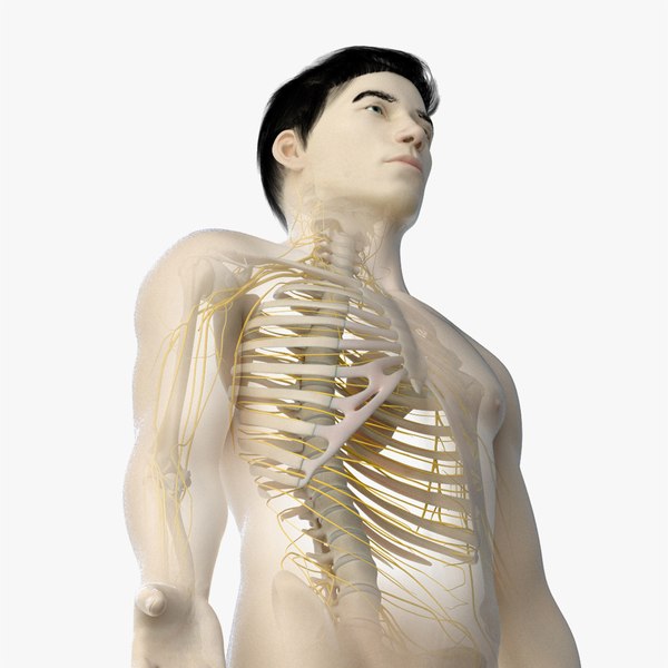 3D skin asian male skeleton - TurboSquid 1498556