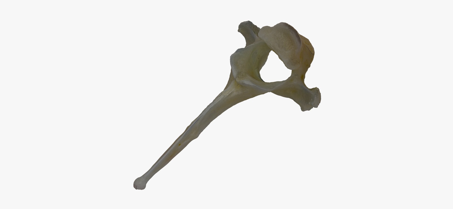 Domestic Cat Thoracic Vertebrae TH6 RAW Scan 3D Model - TurboSquid 2143279
