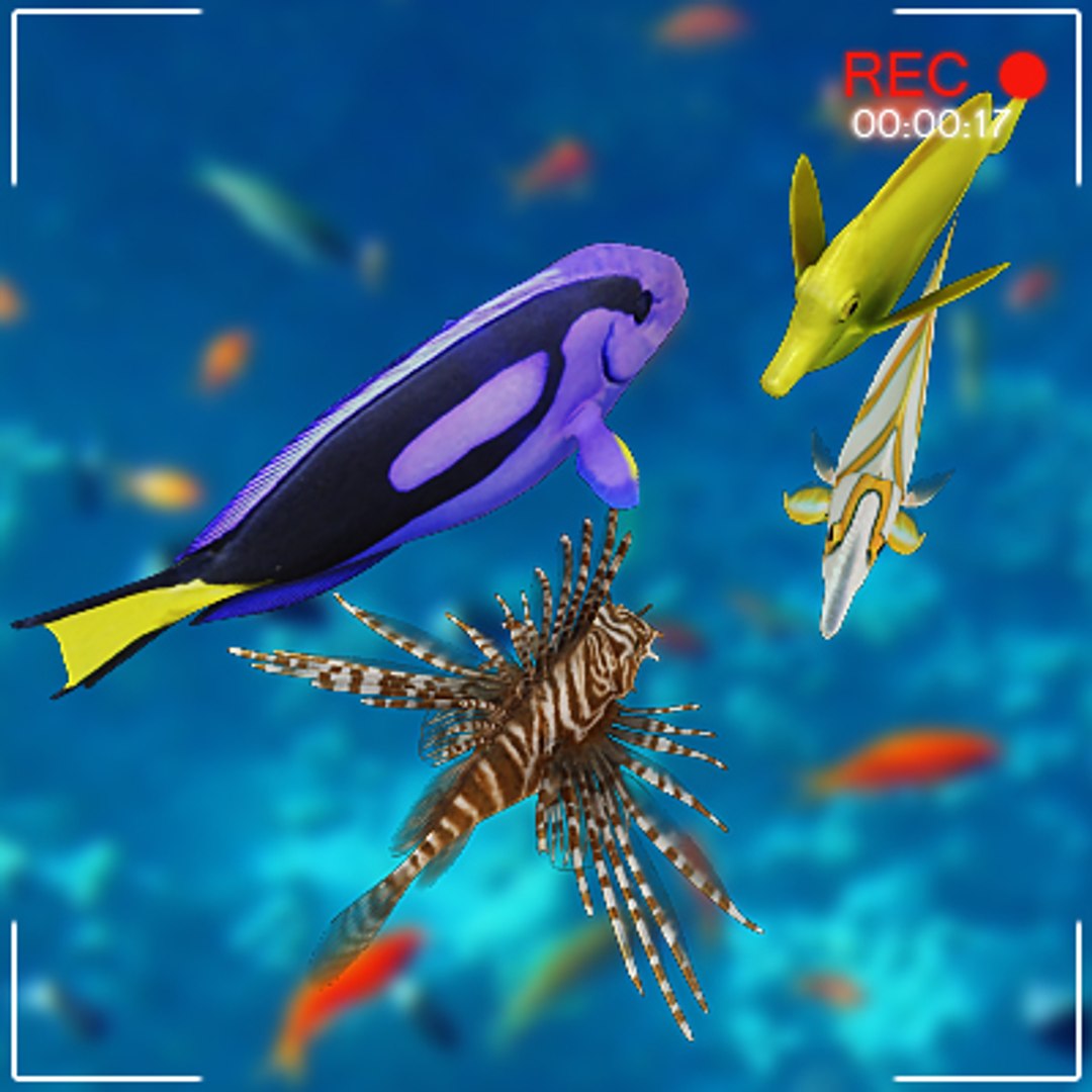 Maya Set Coral Reef Fish