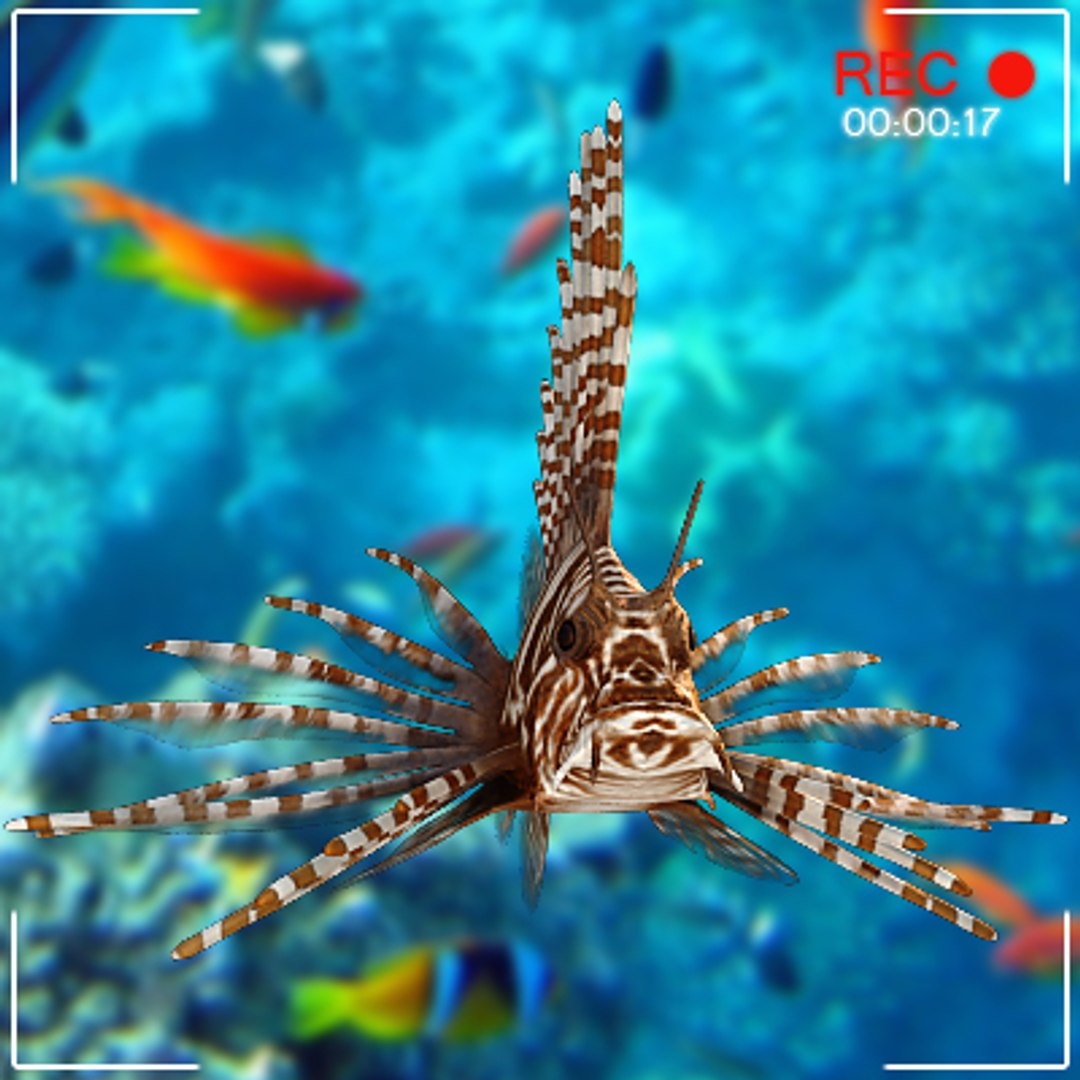 Maya Set Coral Reef Fish