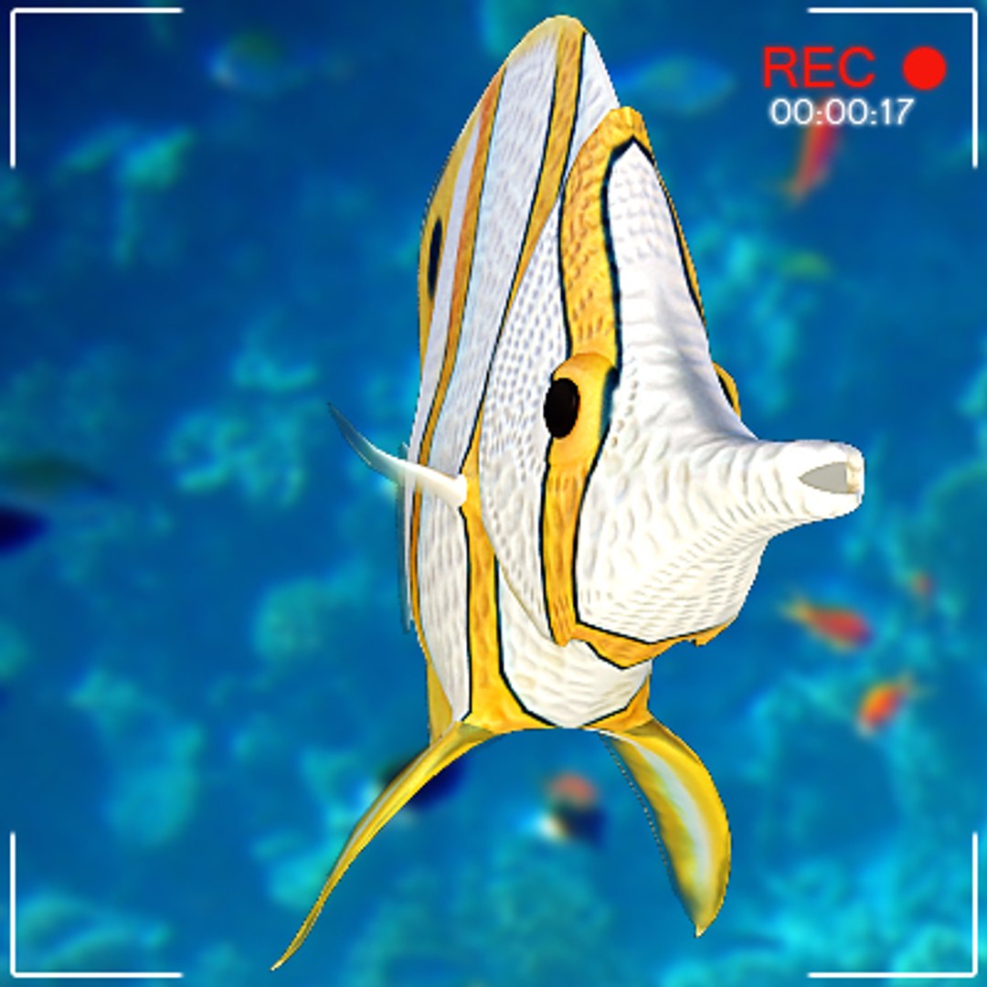 Maya Set Coral Reef Fish
