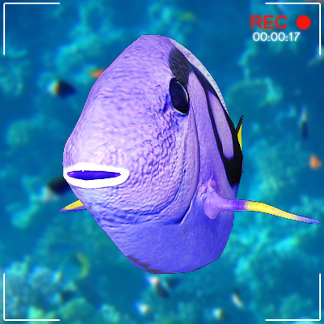 Maya Set Coral Reef Fish