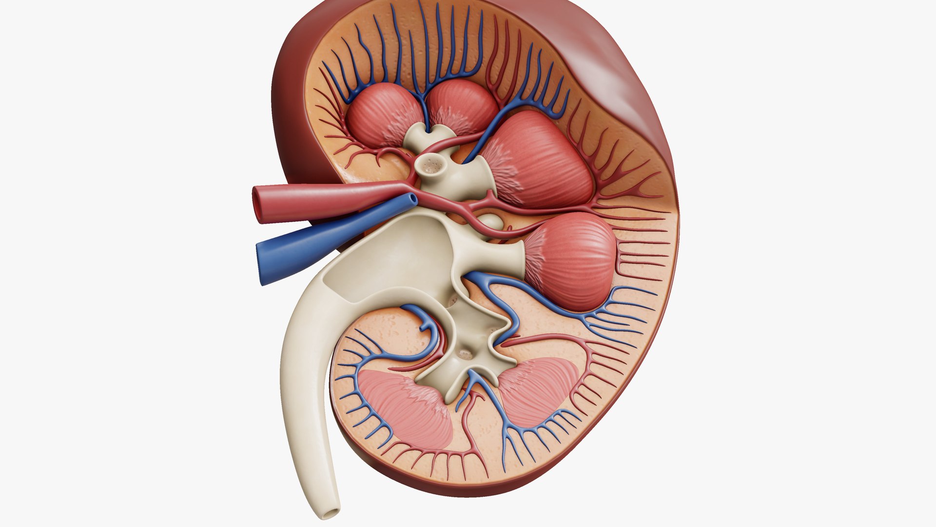 Professional Human Kidney 3D Model 3D Model - TurboSquid 2037082