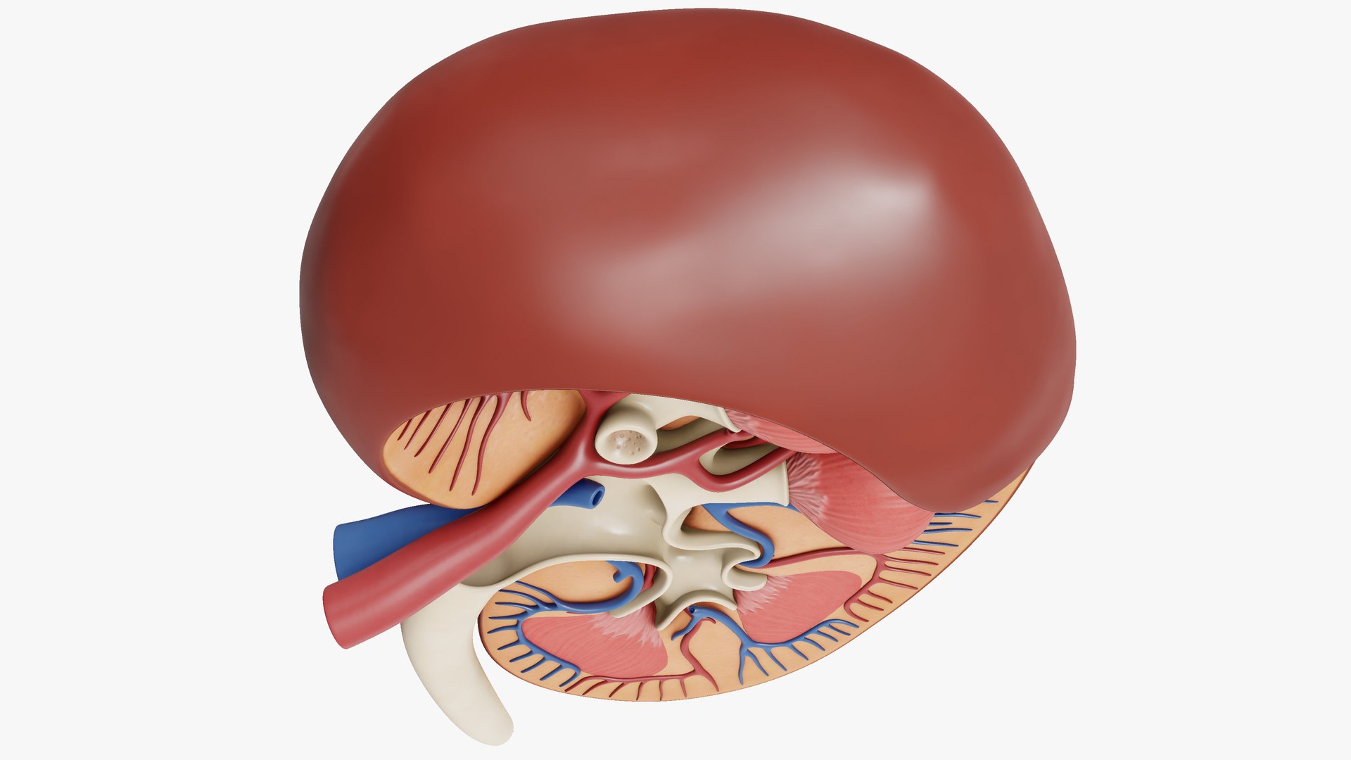 Professional Human Kidney 3D Model 3D Model - TurboSquid 2037082