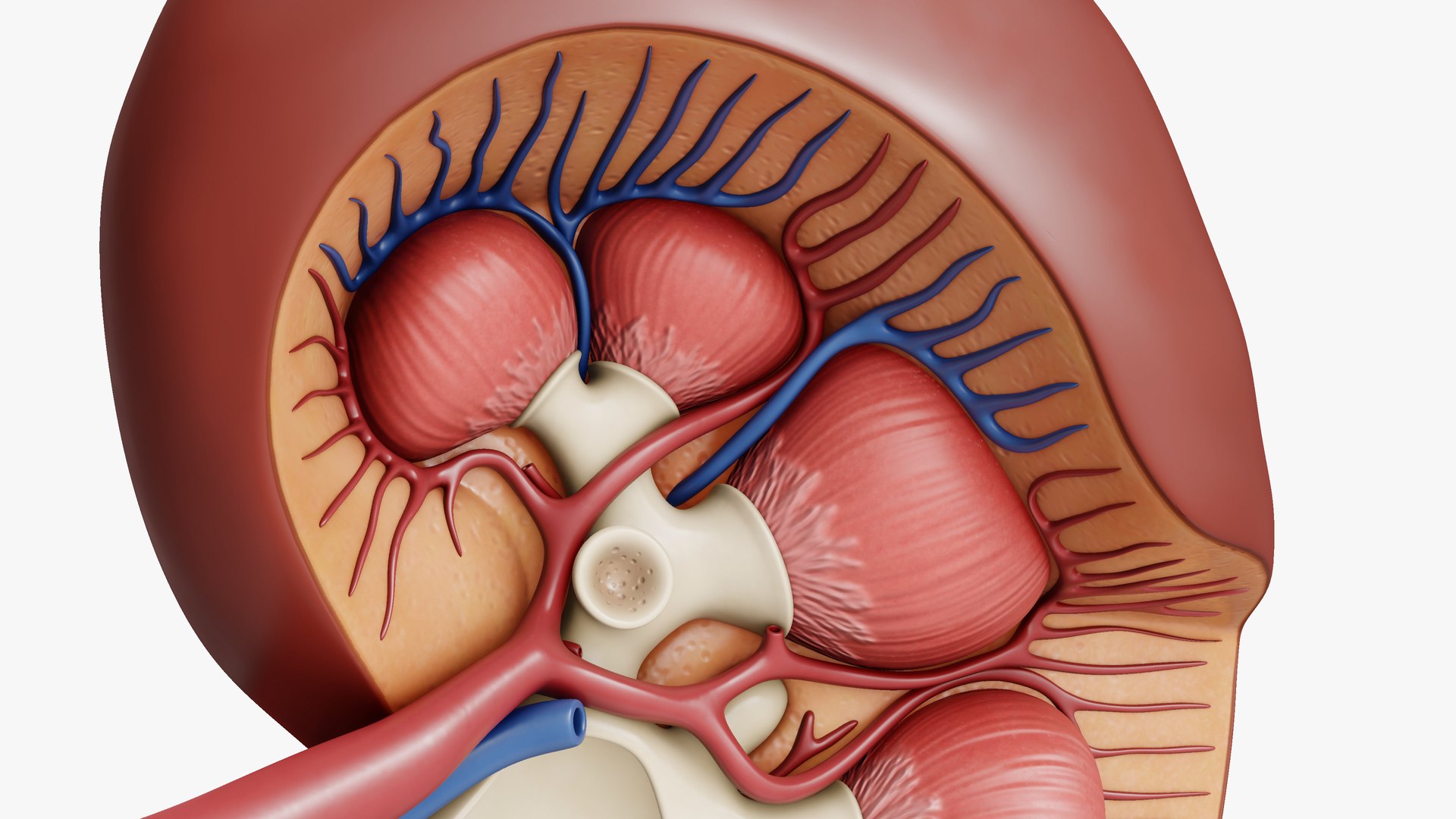 Professional Human Kidney 3D Model 3D Model - TurboSquid 2037082