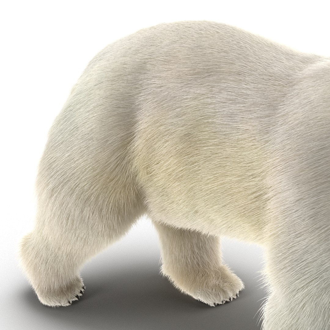 polar bear fur pose max