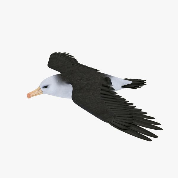 3D Albatross Models | TurboSquid