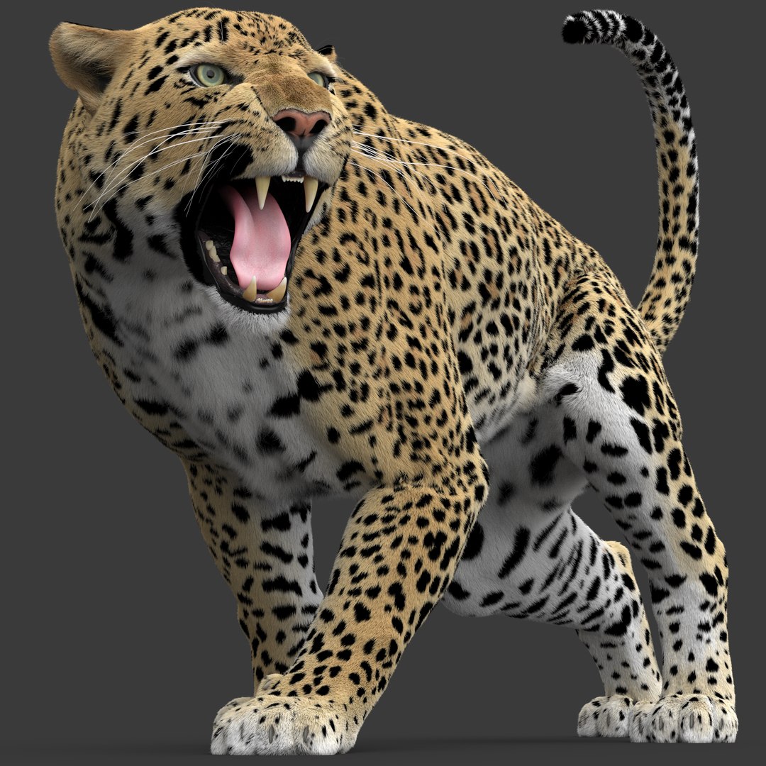 3D Leopard V2 Rigged-Fur - TurboSquid 2056528