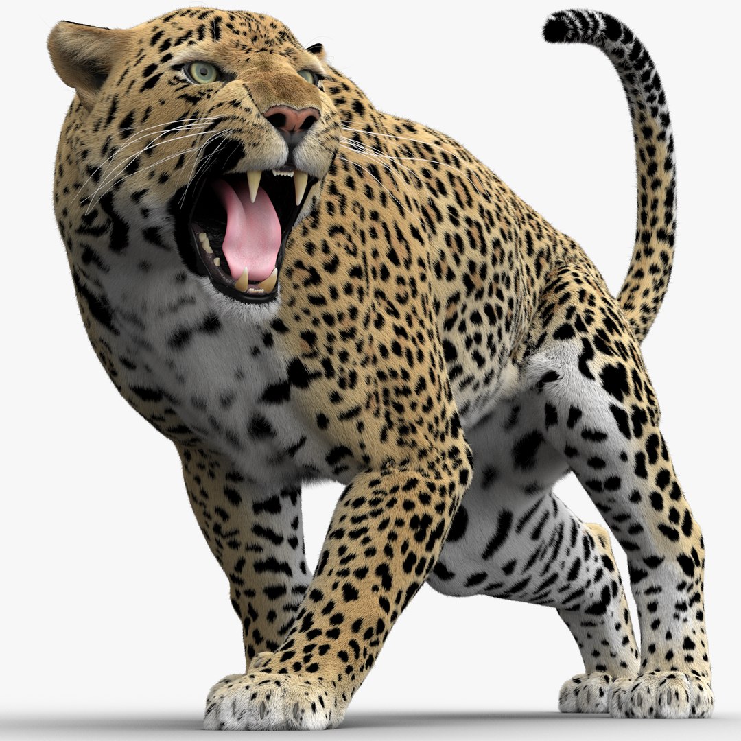 3D Leopard V2 Rigged-Fur - TurboSquid 2056528