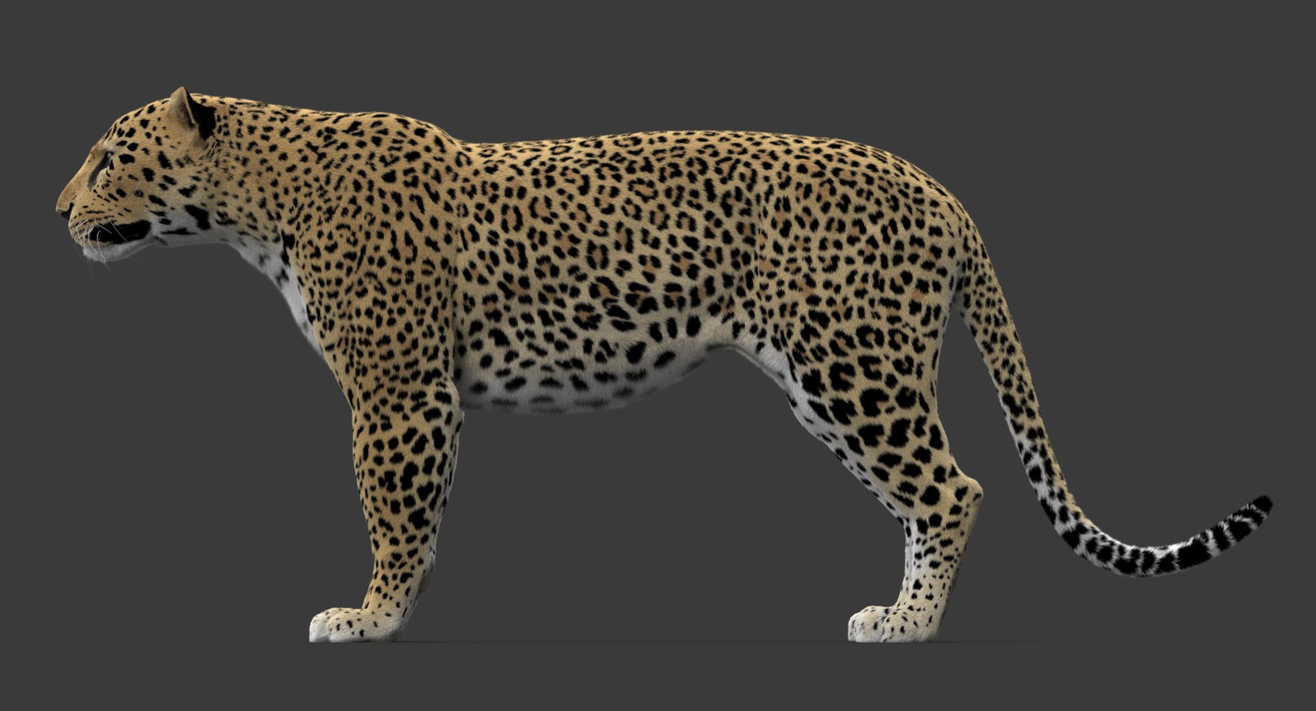 3D Leopard V2 Rigged-Fur - TurboSquid 2056528