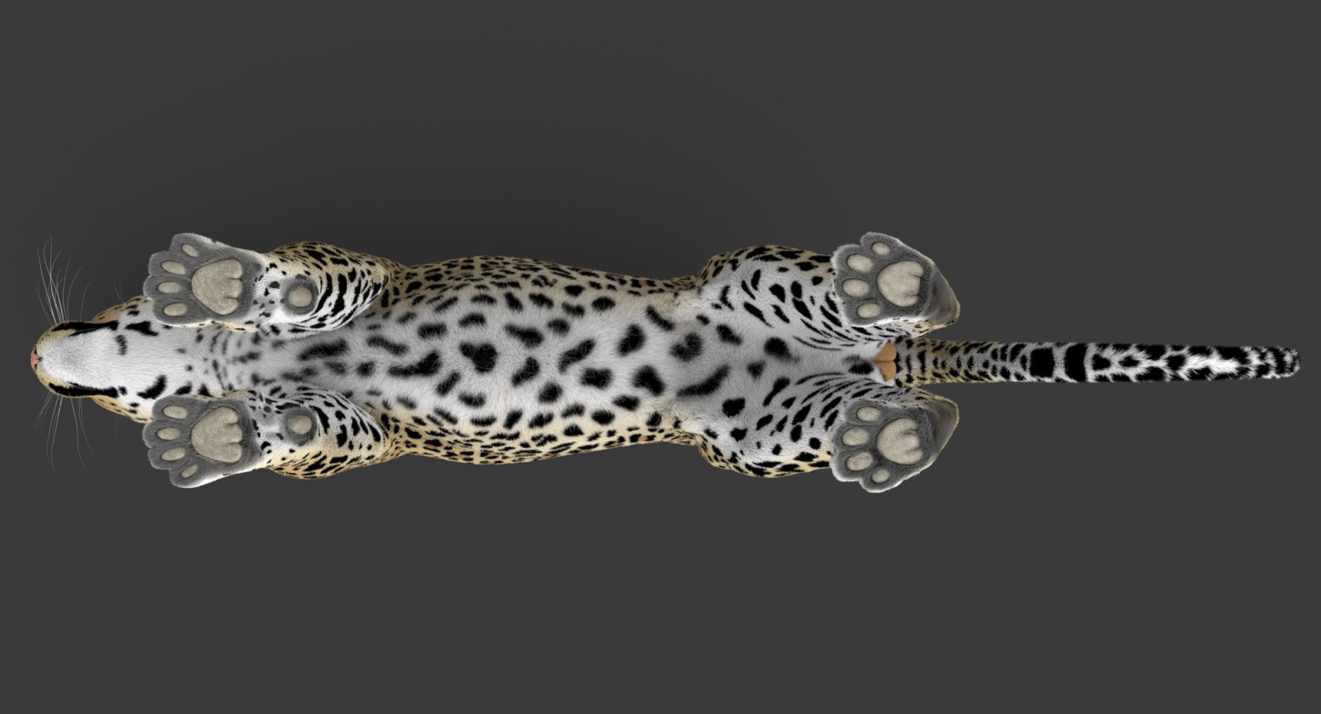 3D Leopard V2 Rigged-Fur - TurboSquid 2056528