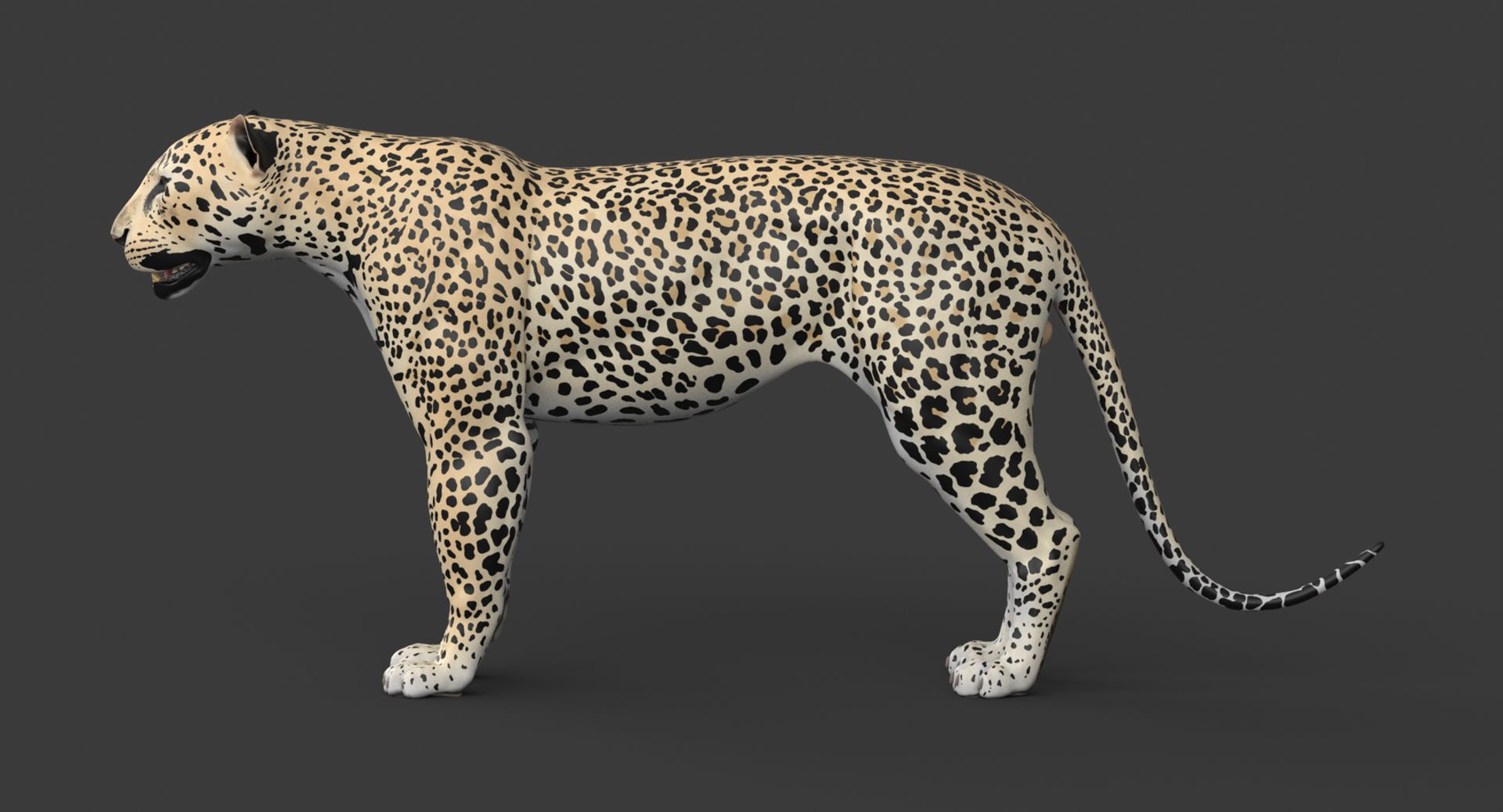 3D Leopard V2 Rigged-Fur - TurboSquid 2056528