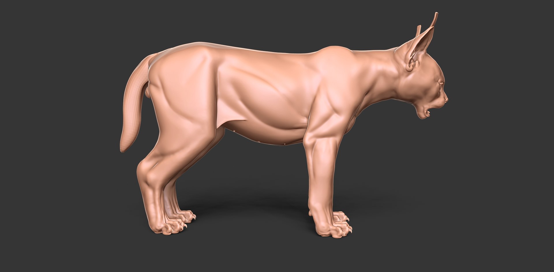 Caracal Cub Primary Forms Zbrush Sculpt Model - TurboSquid 1820716