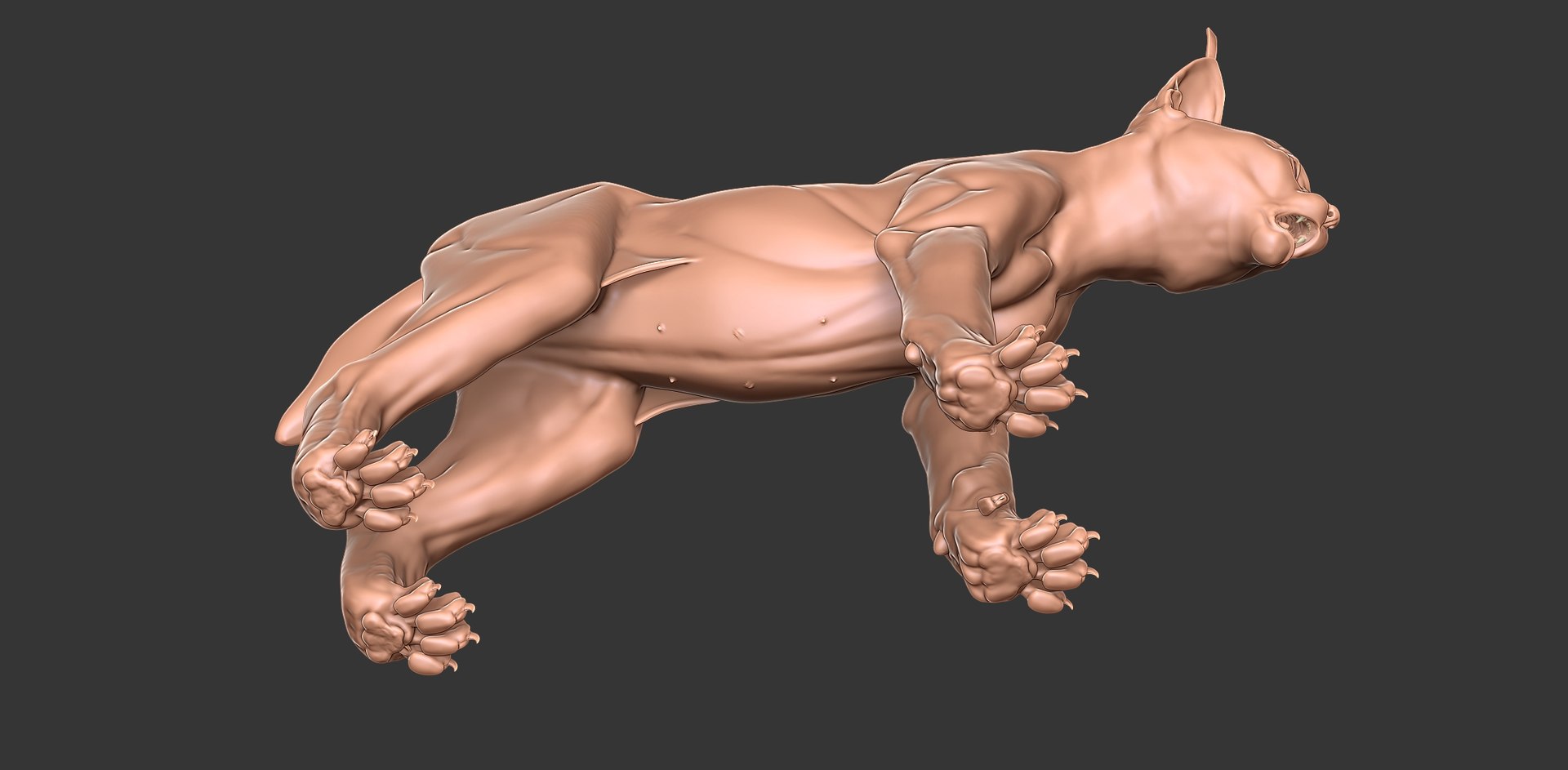 Caracal Cub Primary Forms Zbrush Sculpt Model - TurboSquid 1820716