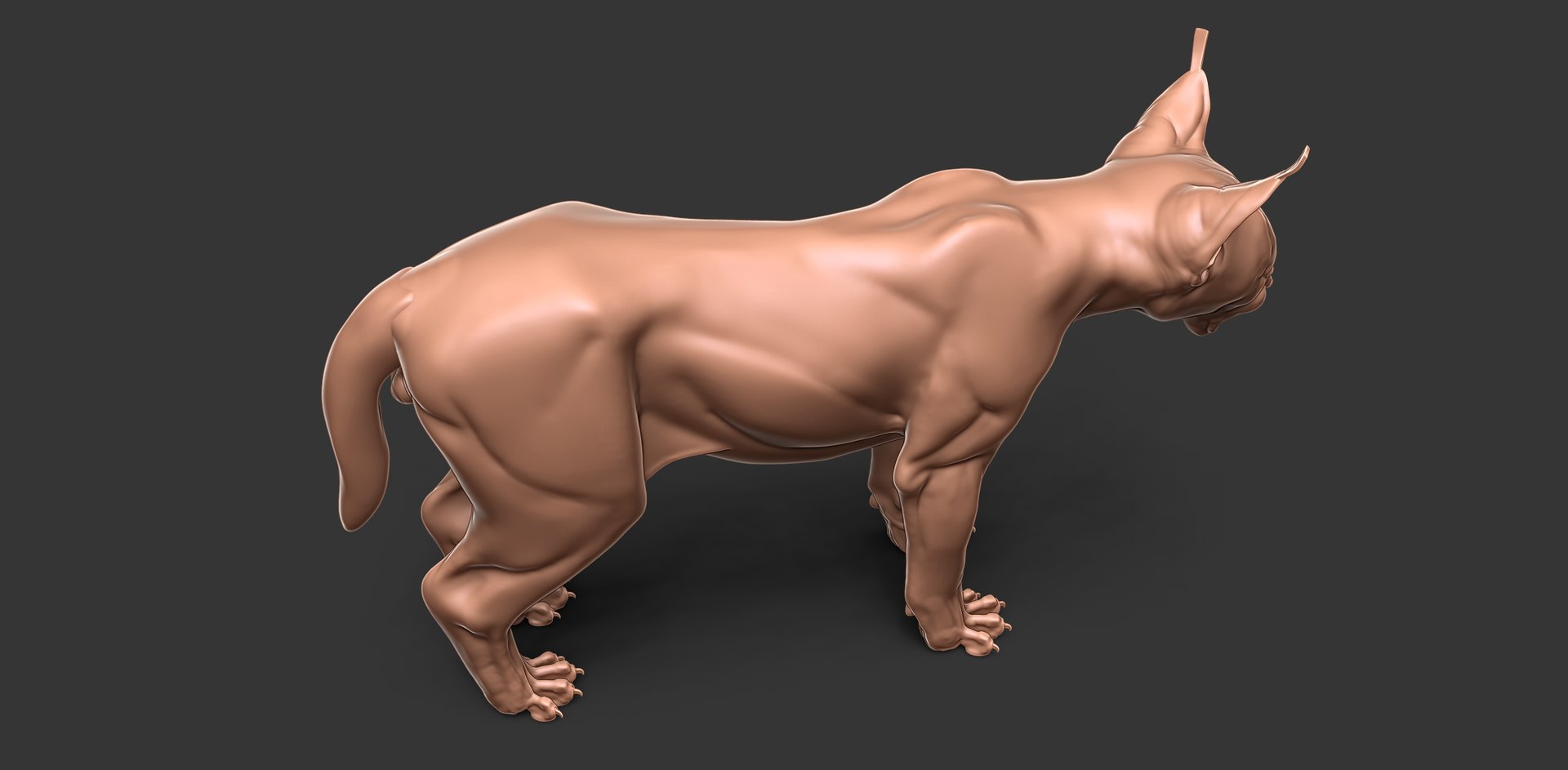 Caracal Cub Primary Forms Zbrush Sculpt Model - TurboSquid 1820716