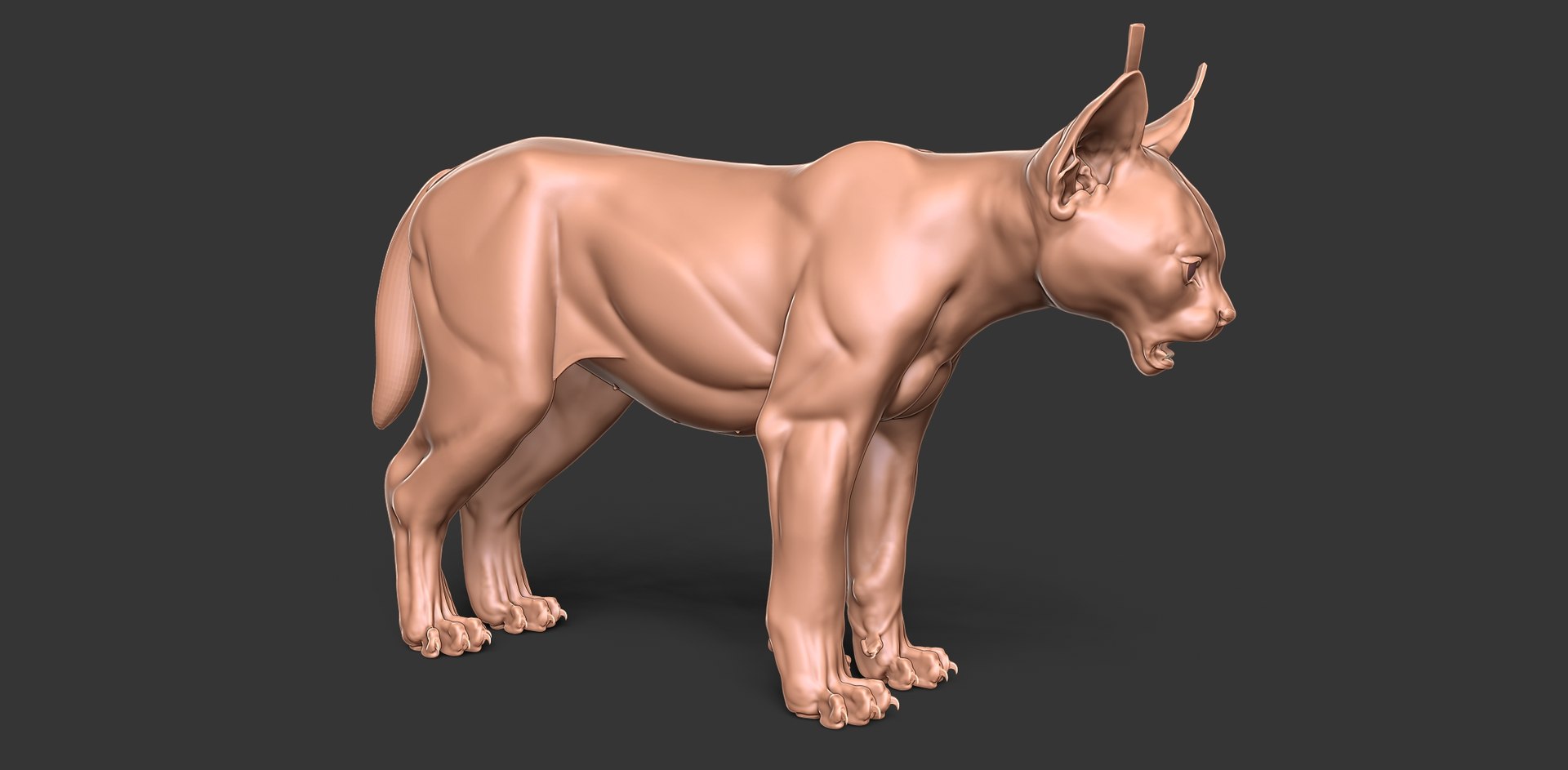 Caracal Cub Primary Forms Zbrush Sculpt Model - TurboSquid 1820716