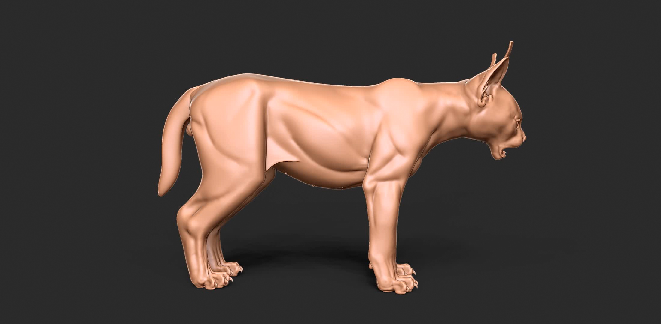Caracal Cub Primary Forms Zbrush Sculpt model - TurboSquid 1820716