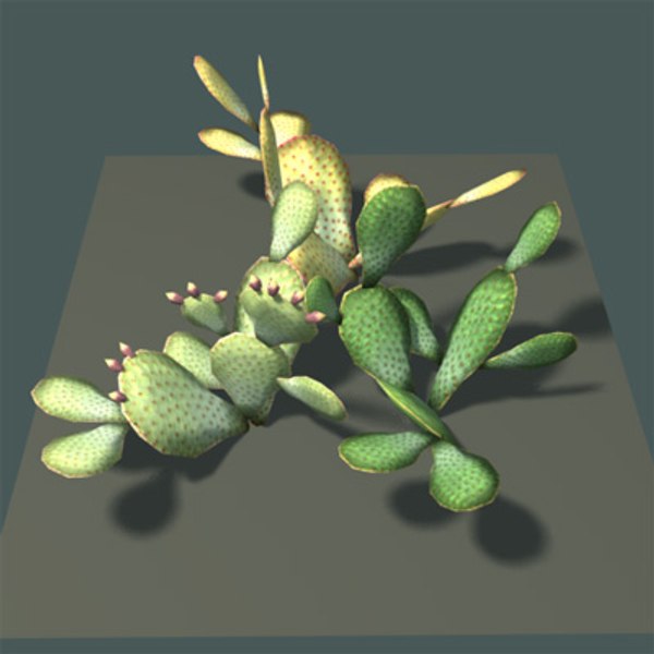 Free Cactus 3D Models for Download | TurboSquid