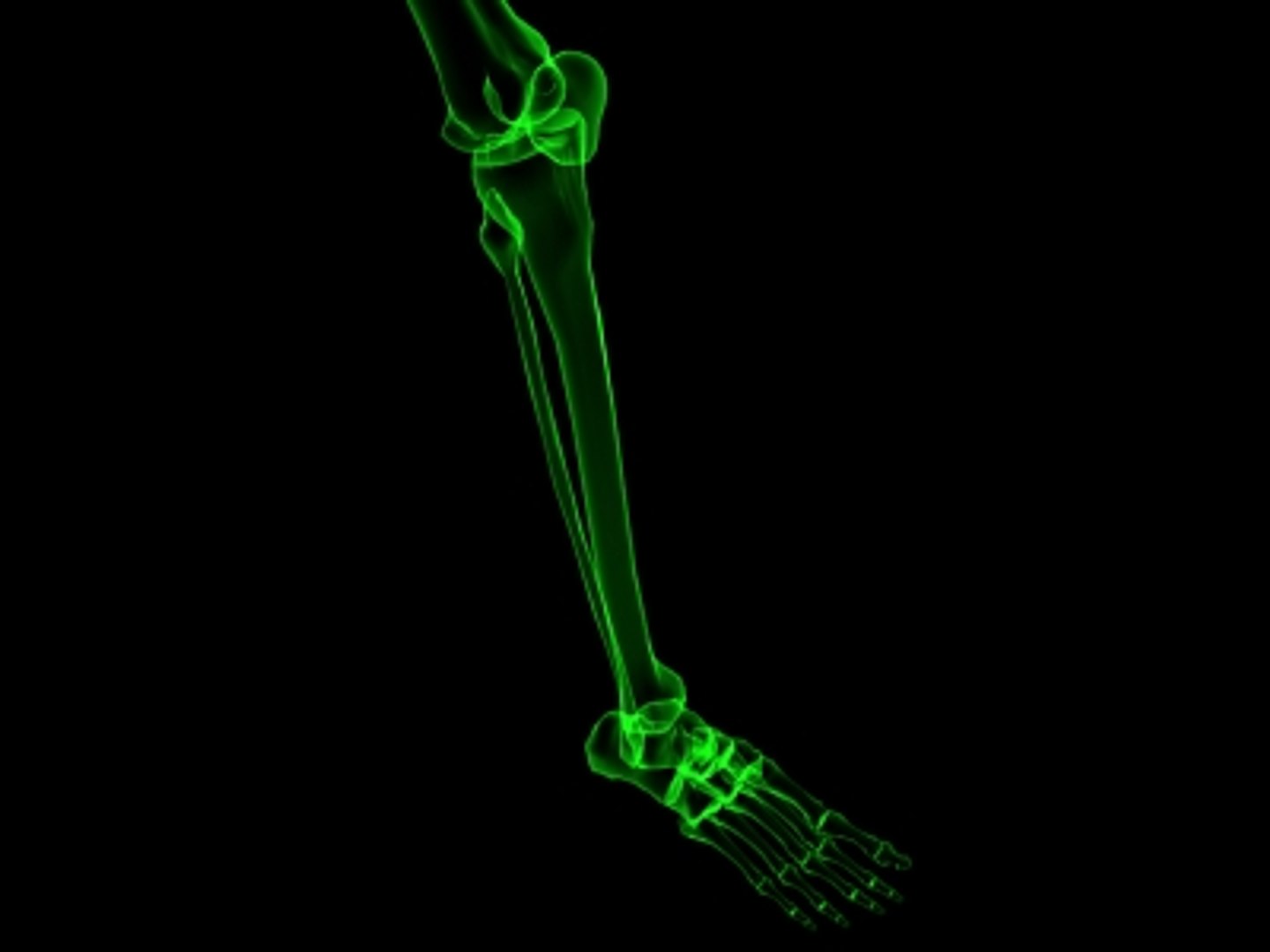 3d Model Of Leg Bones