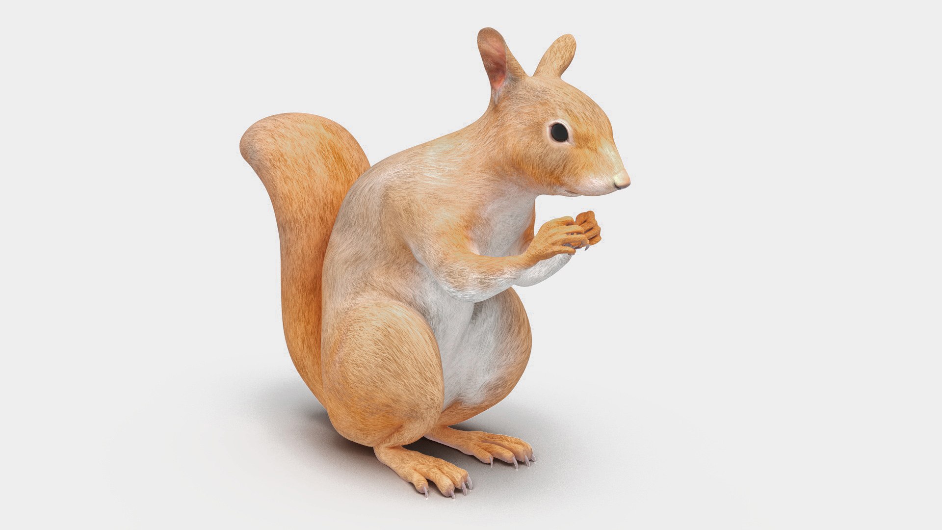 Red Squirrel Rigged For Maya 3D Model - TurboSquid 2279736