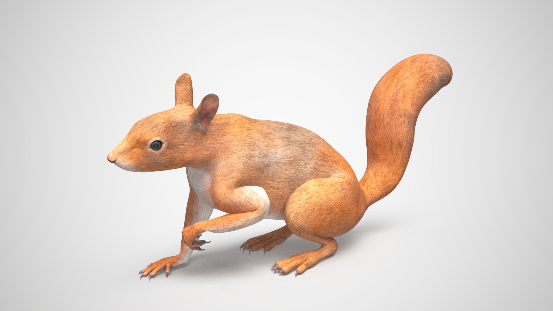Red Squirrel Rigged For Maya 3D Model - TurboSquid 2279736