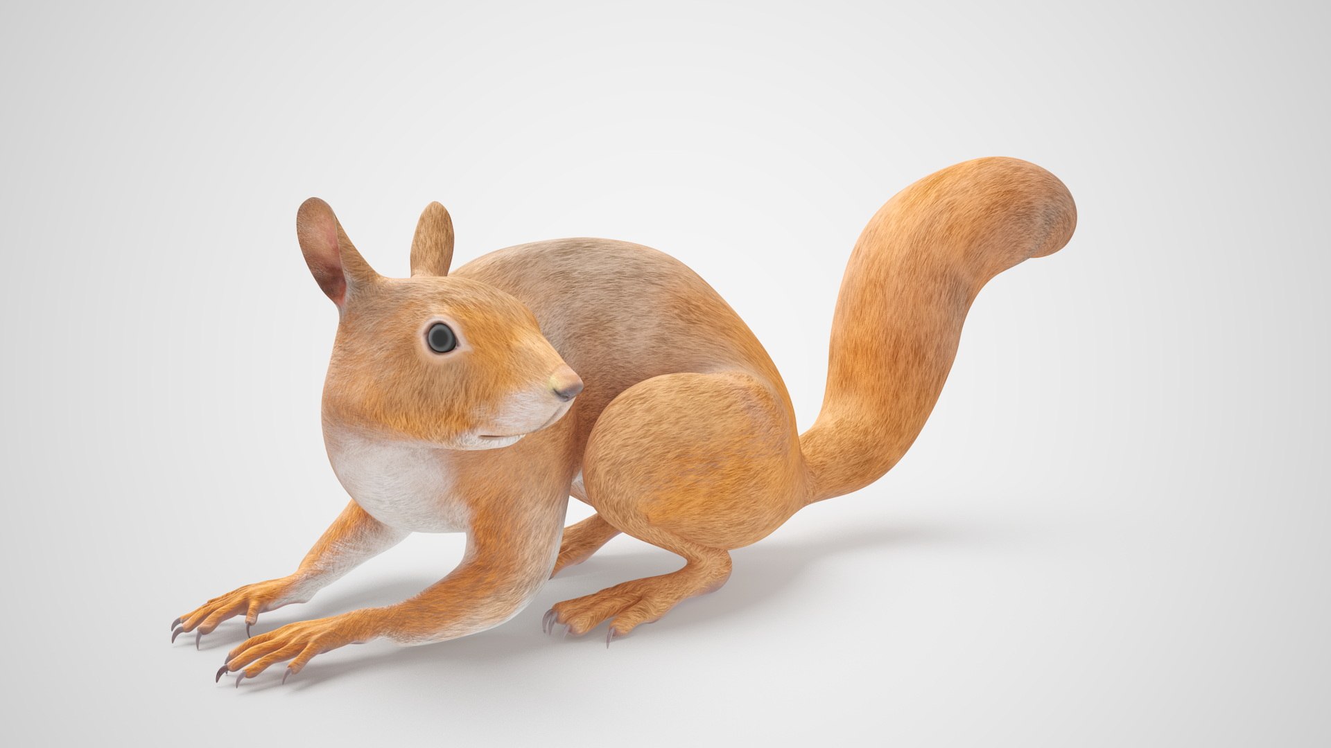Red Squirrel Rigged For Maya 3D Model - TurboSquid 2279736